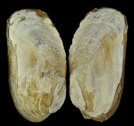 Bivalve-Identification